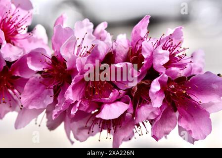The flowers of Prunus Bonfire, Patio Peach with blue sky on the ...