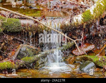 Water cascades over logs and rocks in a small picturesque stream and ...