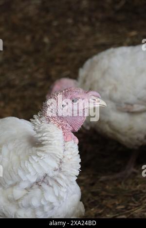 The turkeys resting on hay-covered ground Stock Photo - Alamy