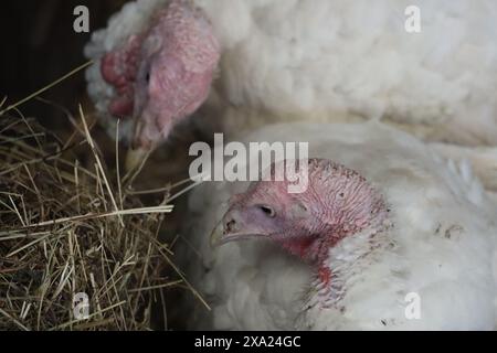 The turkeys resting on hay-covered ground Stock Photo - Alamy