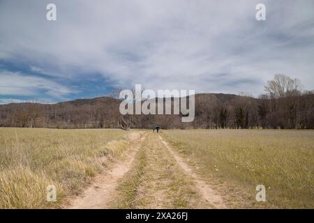 Picturesque winding meadow path through a blooming rapeseed field Stock ...