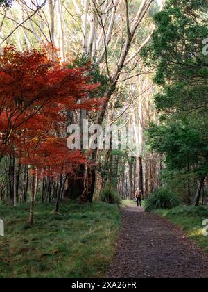 An Autumn view at Mount Macedon Stock Photo - Alamy
