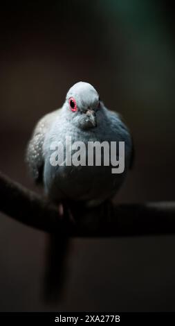 A diamond striped dove (Geopelia cuneata) on a branch with red eyes ...