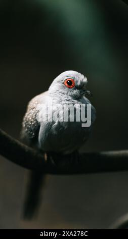 A diamond striped dove (Geopelia cuneata) on a branch with red eyes ...