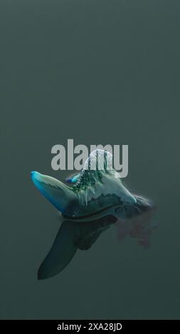 sea creature underwater floating in hawaii Stock Photo - Alamy