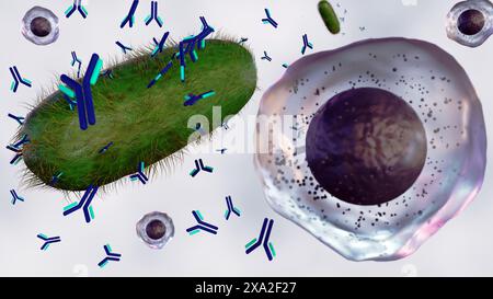 3d rendering of Antibody molecules produced by B cells bind outer ...