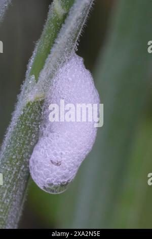 Meadow froghopper (Philaenus spumarius) spittle on a plant. The spittle ...