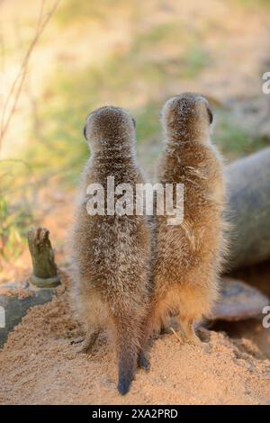 Close-up of two little meerkat or suricate (Suricata suricatta) babies ...