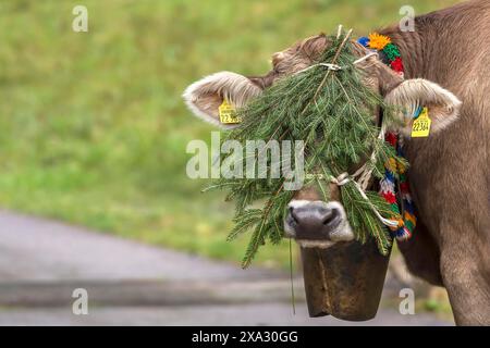 Cow with decorative bells and fir branch for the cattle drive, cattle ...