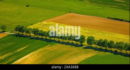 Aerial view, meadows and rapeseed fields along the A44 highway, Leubeck ...