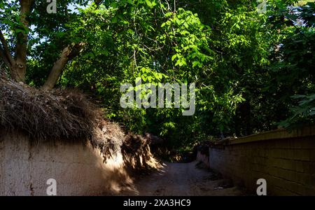 Gardens near Chamran street, Shiraz, Iran Stock Photo - Alamy