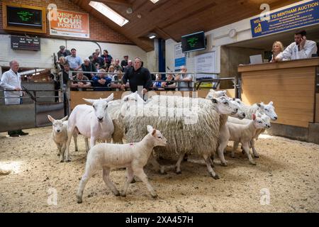 Sheep sale at Bentham Auction Mart, Lancashire, UK Stock Photo - Alamy