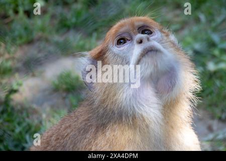 A monkey very focused looking at something Stock Photo - Alamy