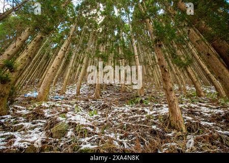 Forest in Hakuba, Nagano Prefecture, Honshu, Japan, Asia Stock Photo ...