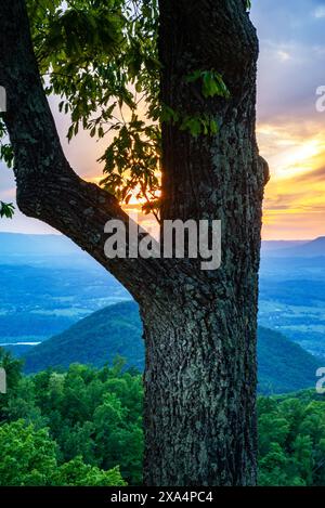 A mix of oak and pine tree species dominate the canopy from an overlook ...