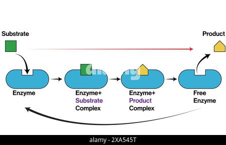 Mechanism of enzyme action with substrate and product complexes Stock ...