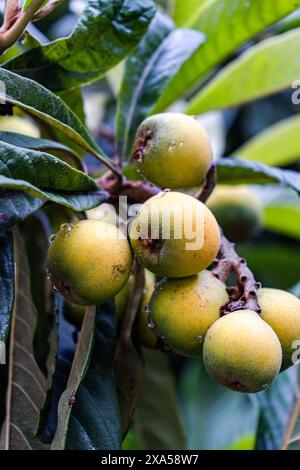 Unripe medlar fruits in the garden Stock Photo - Alamy