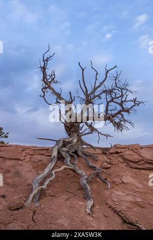 A dead pinyon pine tree in front of Turret Arch at sunrise in the ...