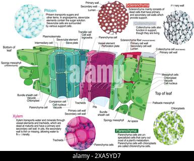 Plant cell anatomy structure. Educational infographic. Vector ...