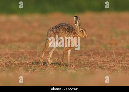 A Brown Hare( Lepus europaeus ) having a good stretch in the farmers ...