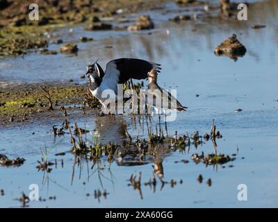 Northern lapwing Vanellus vanellus fighting over feeding territory in ...