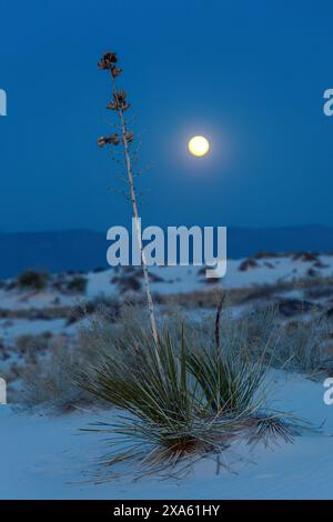 Yucca at Night Stock Photo - Alamy