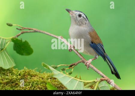 Blue-winged minla (Actinodura cyanouroptera), also known as the blue ...