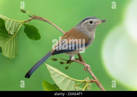 blue-winged minla, Actinodura cyanouroptera Stock Photo - Alamy