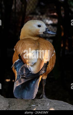 Ruddy shellduck. Animal. Bird Stock Photo - Alamy