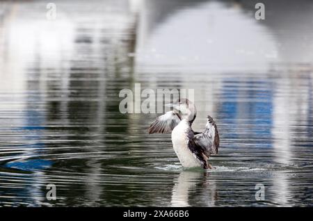 Common Loon Flapping Wings Stock Photo - Alamy