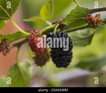 The unripe fruit and leaves of Morus Nigra, Black Mulberry Stock Photo - Alamy