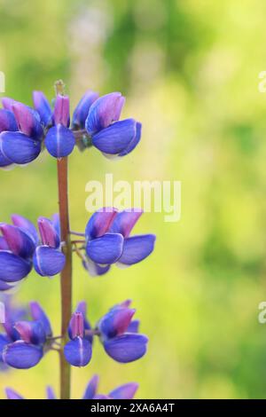 Blurred field of purple lupins in the rays of sunset. Background ...