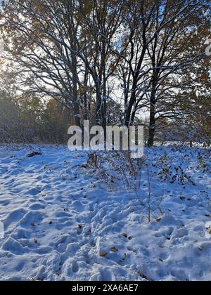 snow-covered grasslands in the forested Andes Stock Photo - Alamy