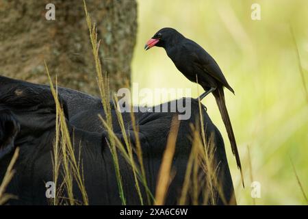 Black bird Piapiac - Ptilostomus afer African bird in the crow family ...