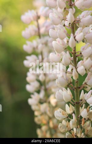 lupins on a white background Stock Photo - Alamy