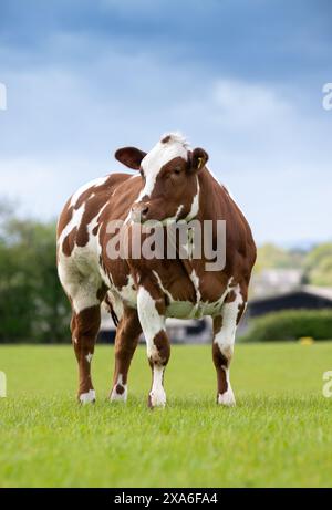 Red and white British Blue heifer, a double muscled beef breed, in a ...