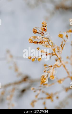 Frozen plants during frost in the field. Beautiful winter natural ...