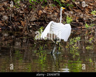 A crane glides gracefully with wings extended over a reflective body of ...