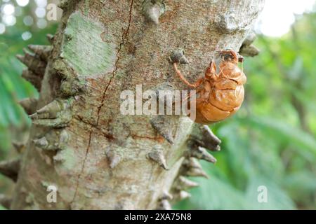 A closeup shot of the exoskeleton of a dead bug on the Anigic Tree ...