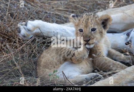Lion cub in Ngoro Ngoro Crater, Tanzania Stock Photo - Alamy