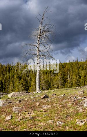 lonely old dead tree in the middle of the lake, bright spring landscape ...