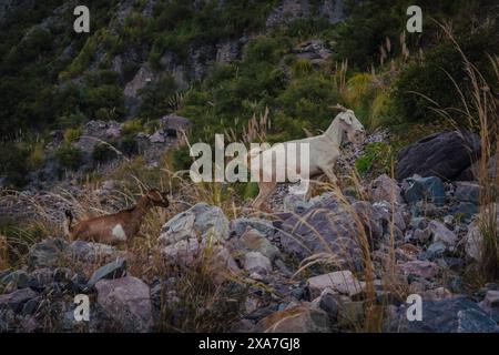 Domestic goats with goatlings grazing in mountainous area Stock Photo ...