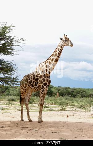 Beautiful tall majestic giraffe in the nature on safari in Kruger ...