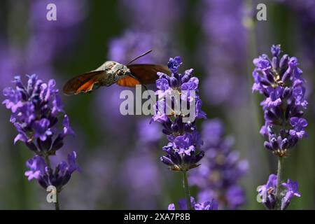 Hummingbird hawk-moth hovering near lavender flower Stock Photo - Alamy