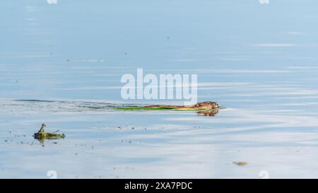 Muskrat, Ondatra zibethicuseats swiming at the surface of the lake ...