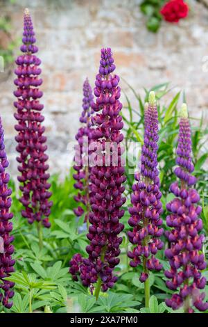 Lupinus 'Masterpiece'. Lupin flower Stock Photo - Alamy