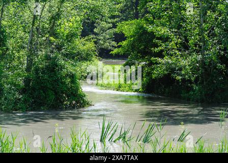 flooded riverside forest at the danube river near wallsee mitterkirchen ...