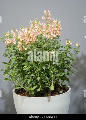 Salvia x jamensis Belle De Loire 'Barsabel' Stock Photo - Alamy