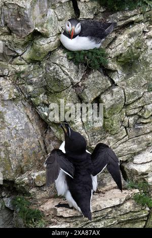 A puffin and a razorbill on Bempton Cliffs Stock Photo - Alamy