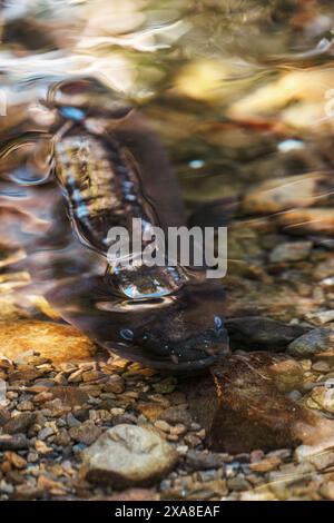 New Zealand Long-finned Eel (Anguilla dieffenbachii). They grow to huge ...